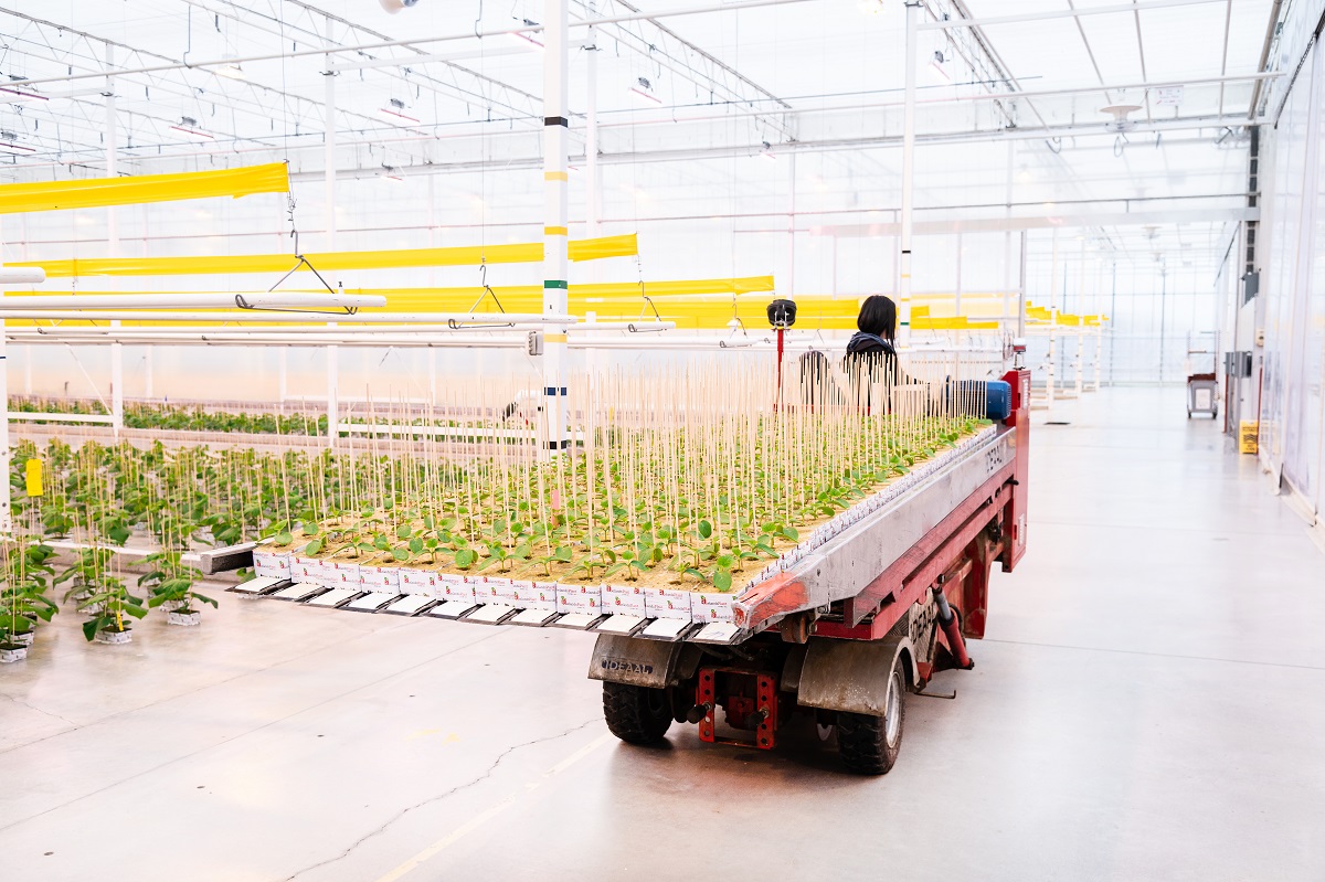 Careers | Roelands Plant Farms Inc.